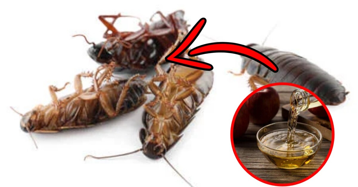 How to get rid of cockroaches using a natural product that we all have ...