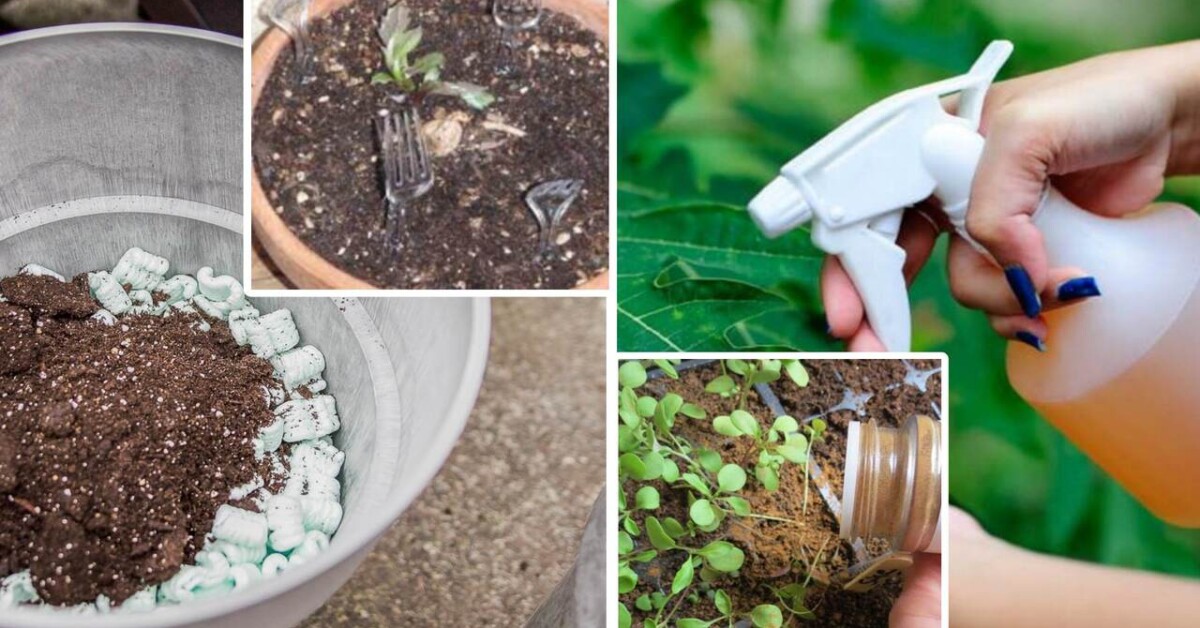 Gardening tips - 10 ways to care for your plants correctly