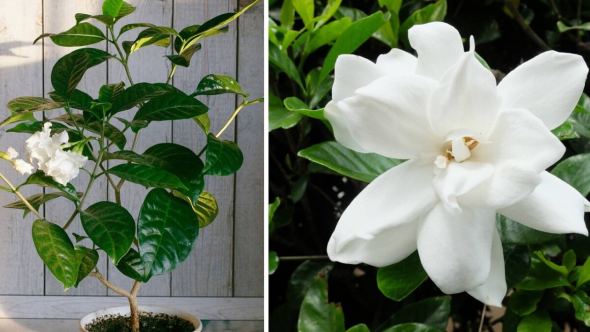 Floriography, the flower's language: the meaning behind the gardenia