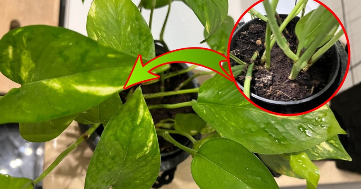 How you can keep your pothos plant healthy and strong
