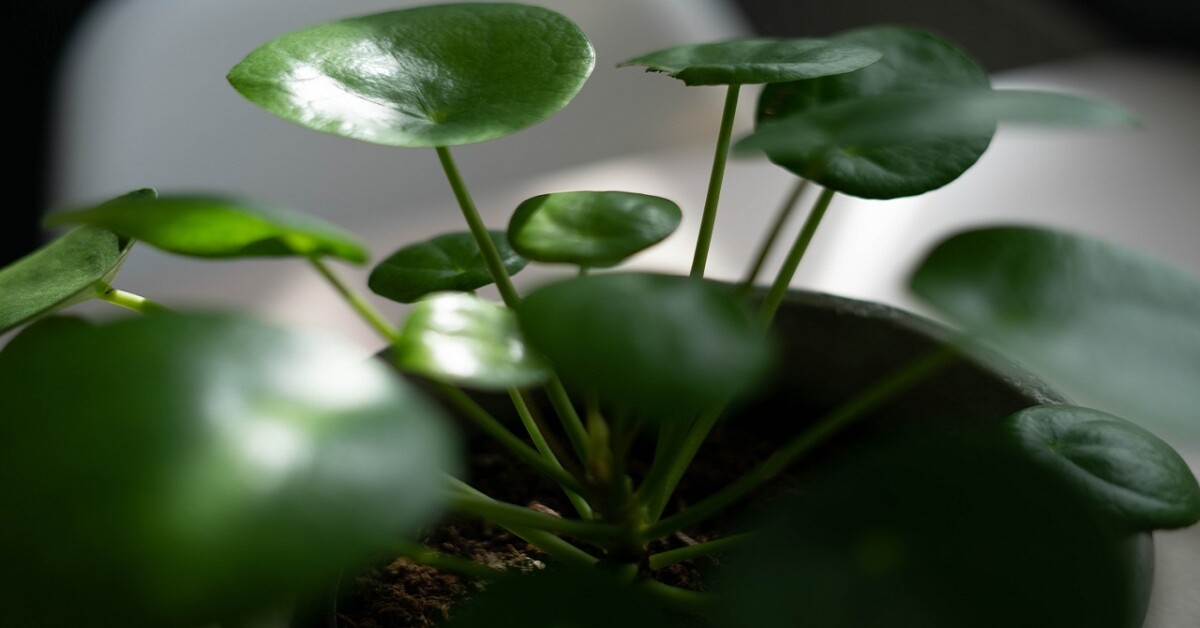Easily Grow a Succulent Pilea Plant at Home