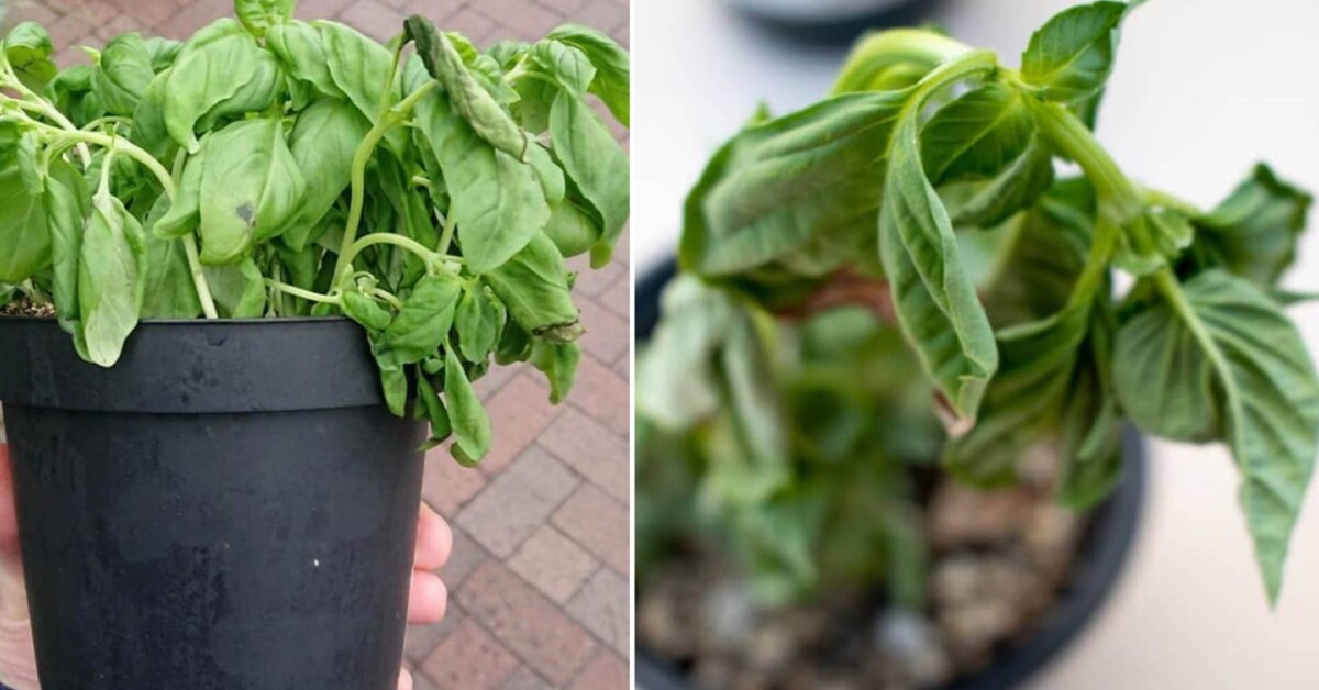 The reason why basil starts wilting so quickly