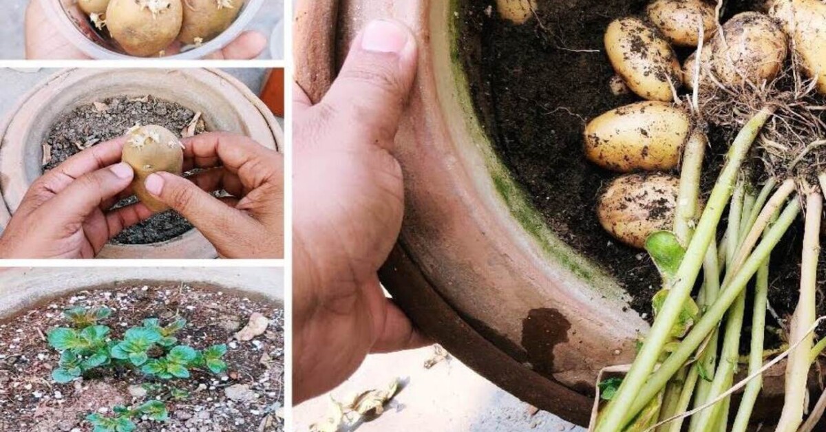 You can easily grow your own potatoes at home