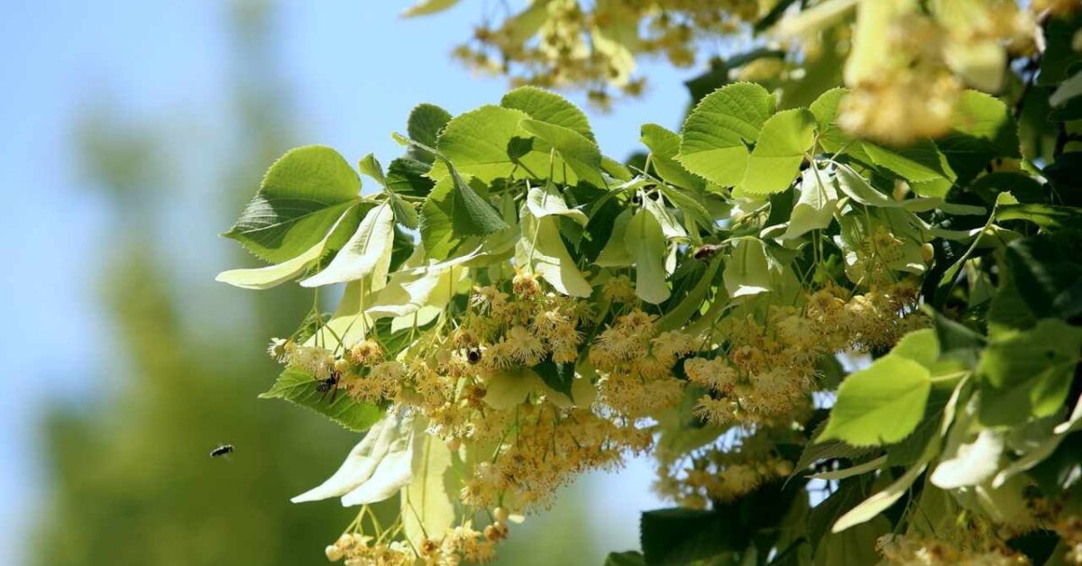 How to Recognize the Linden Tree and Why it is Important to Have It in ...