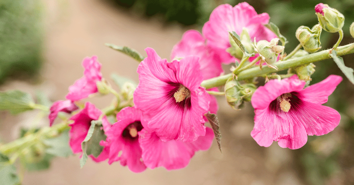 Here Are the Most Beautiful July Flowers for Your Balcony and Garden