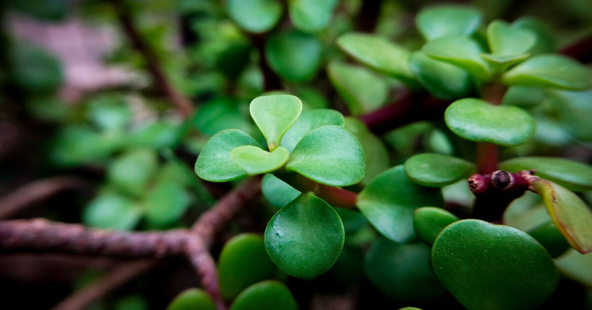 Want A Beautiful Jade Tree? Then You Have To Follow These Few Simple Rules