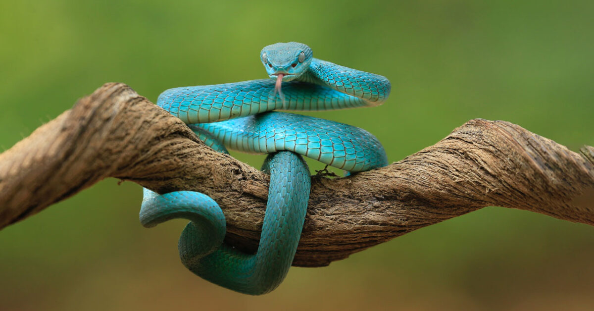 8 Things You Need to Know Before Meeting s Viper