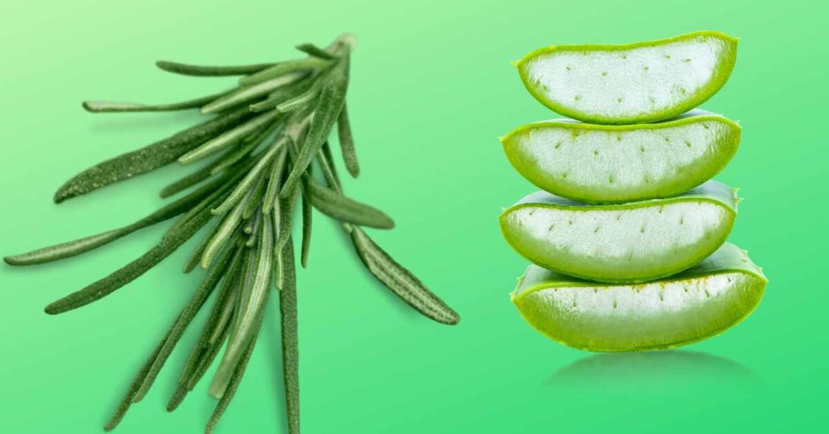 It’s My Grandmother’s Trick, Rosemary and Aloe Vera: Use It Twice a ...