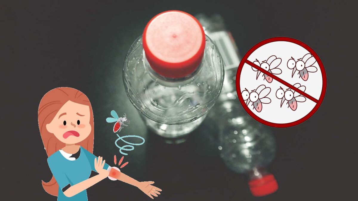 Do you know the trap to catch mosquitoes and prevent them from entering ...