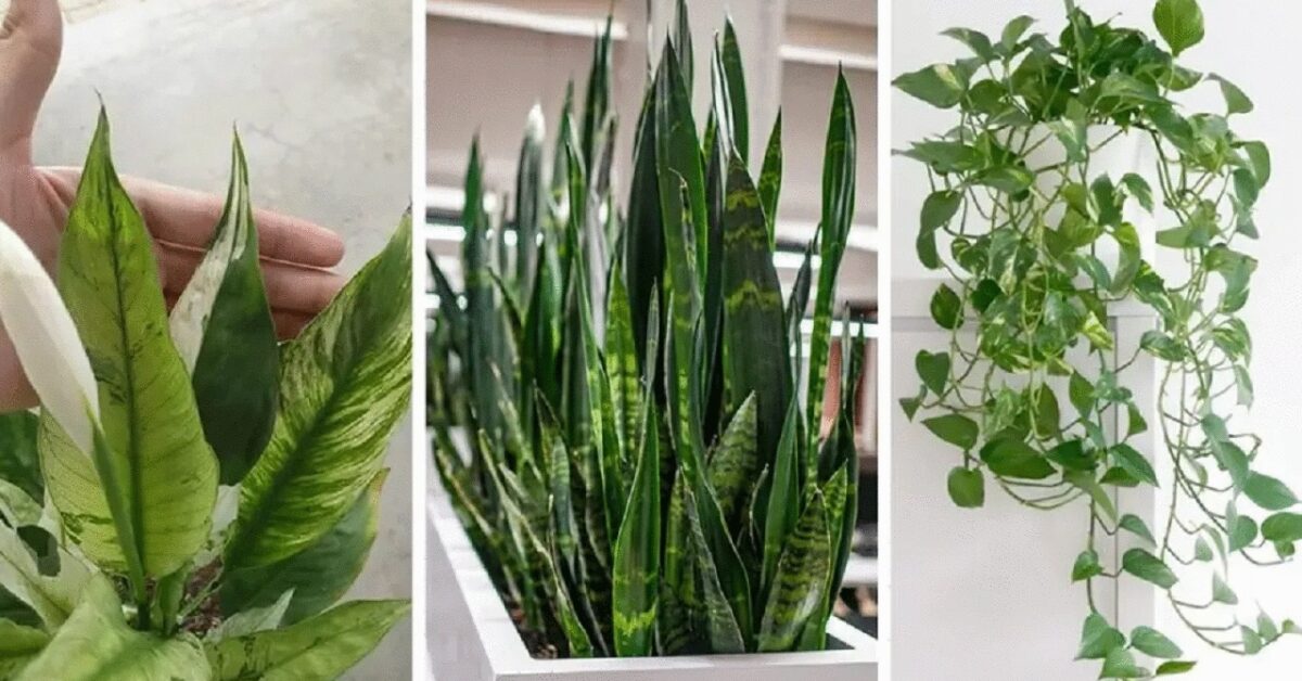 7 Indoor Plants That Eliminate Dust and Allergies