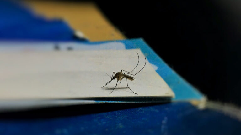 DIY Anti-mosquito Tags, the Egg Carton Trick