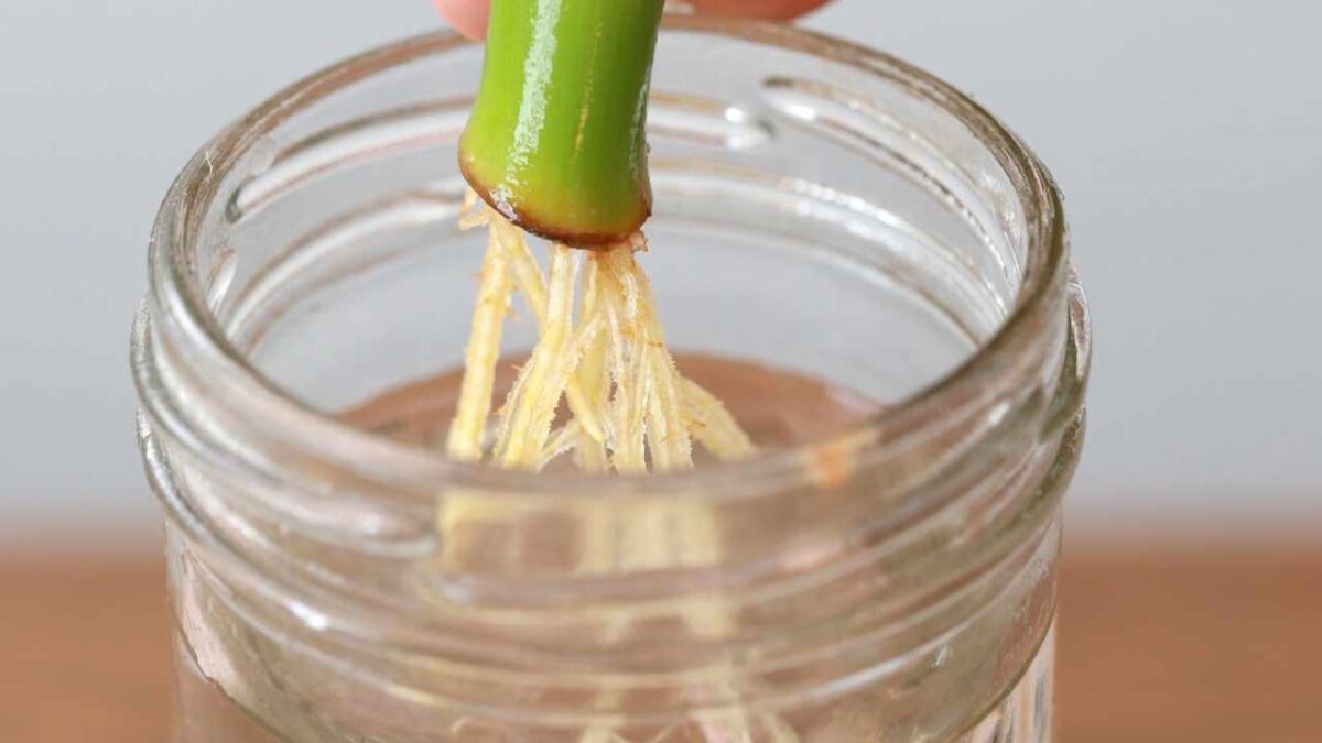 The 5 Most Powerful Rooting Hormones to Prepare at Home