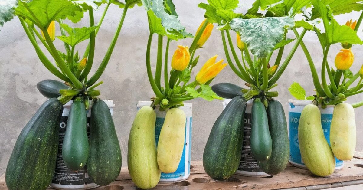 A Step-By-Step Guide to Growing Potted Zucchini on Your Patio or Deck