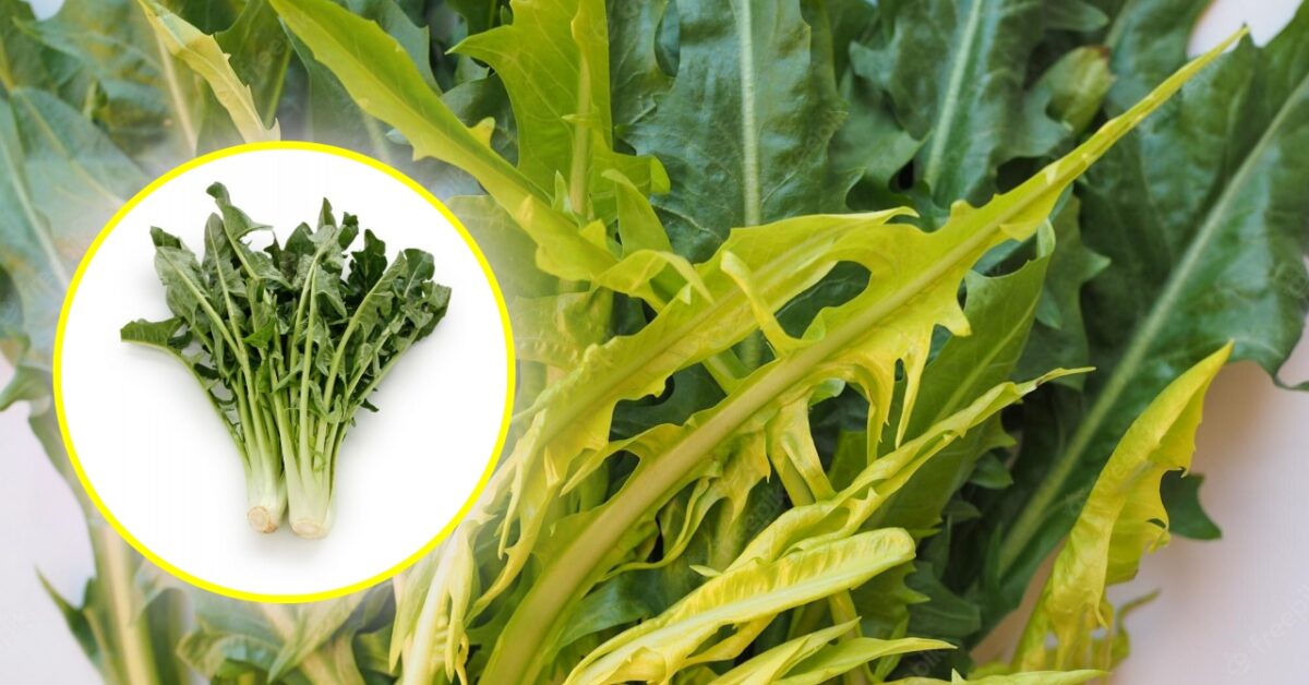 The Properties of Catalonia Chicory, the Vegetable Useful for the Liver ...