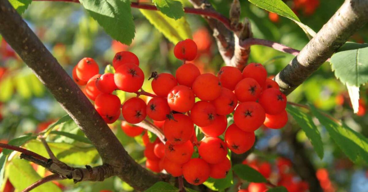 It is Among the Now Forgotten Fruits, Many Do Not Even Know Its Name