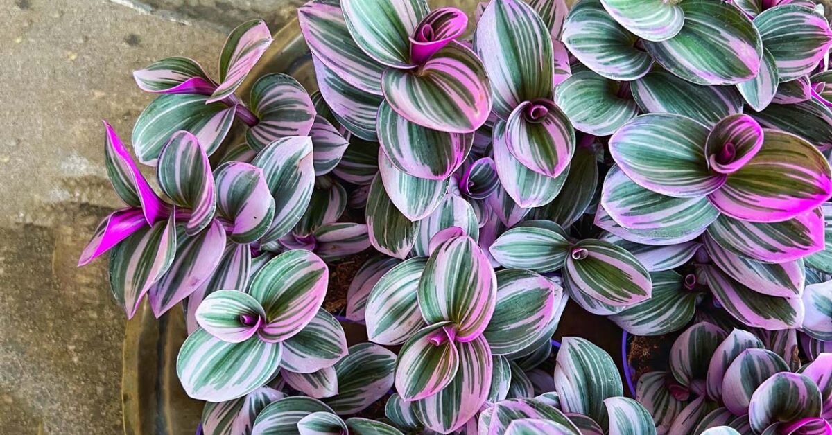 Tradescantia, How to Propagate This Beautiful Plant