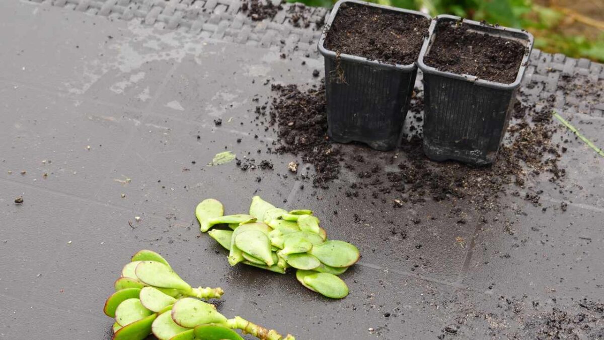 How to Propagate the Jade Tree: Just One Leaf is Enough