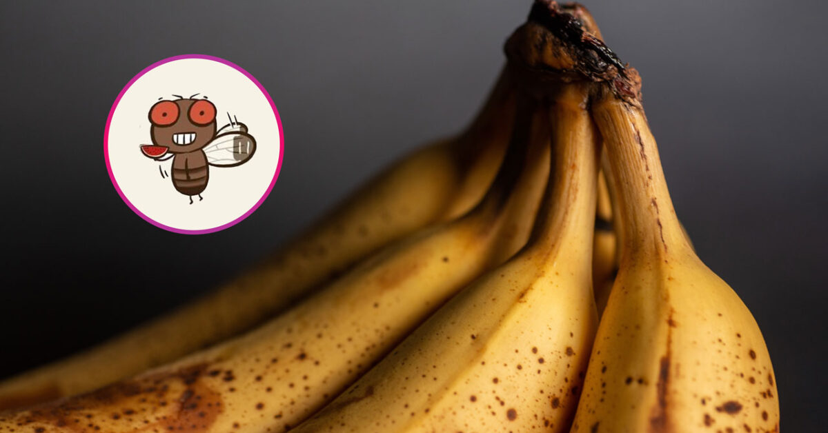 Try This Remedy to Say Goodbye to Fruit Flies in Your Home Forever