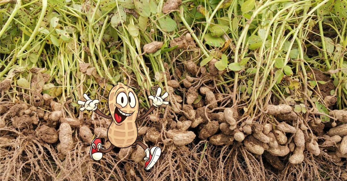 Growing and Harvesting Peanuts in Your Backyard. They Will Have a ...