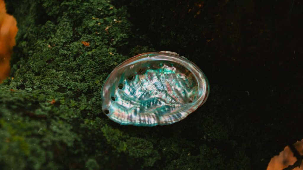 They Look Like Oysters but They are Not: How to Recognize Abalone