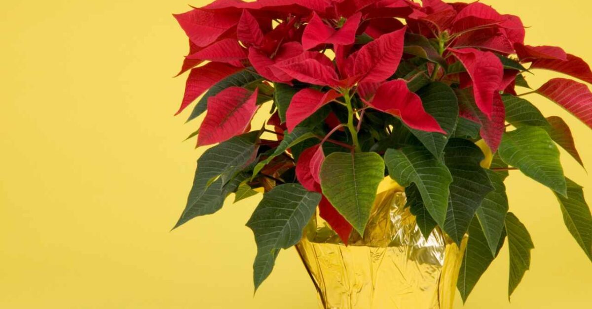 Do You Know What It Means to Give a Christmas Star?