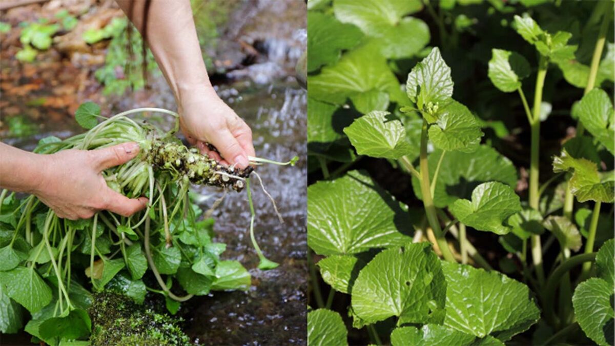 Japanese Wasabi, a Plant with Strong Spicy Notes: Everything You Should ...