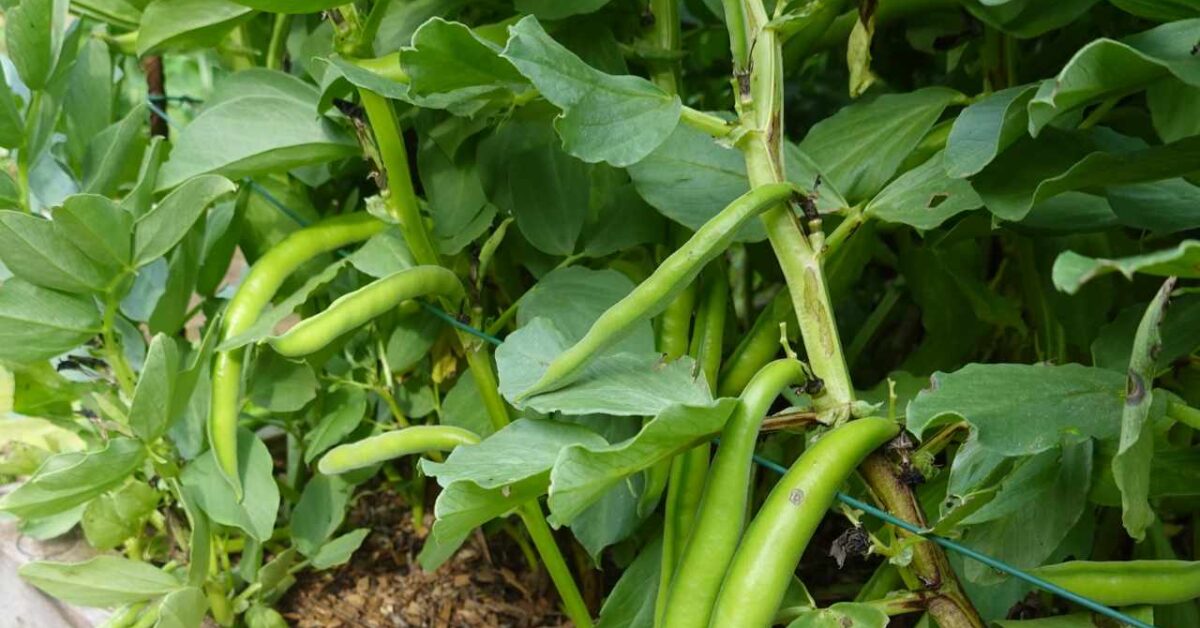 When and Why to Trim Broad Beans