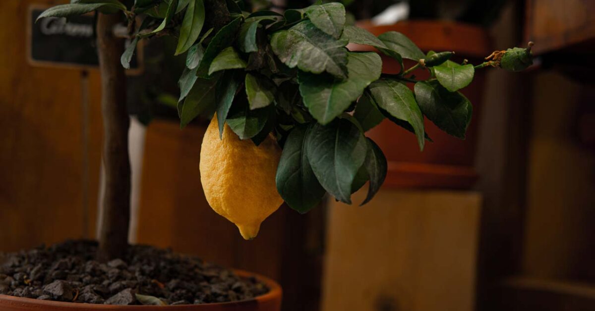 In a Month You Will Have a Magnificent Lemon Tree: the Peeled Seed ...