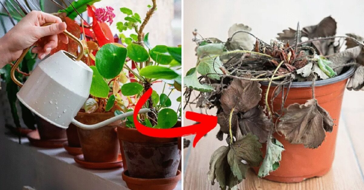 The 6 Most Common Mistakes That Can Ruin Your Plants