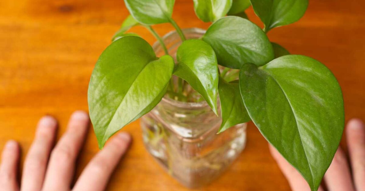 How to Grow Pothos in Water and Give an Elegant Touch to Your Home