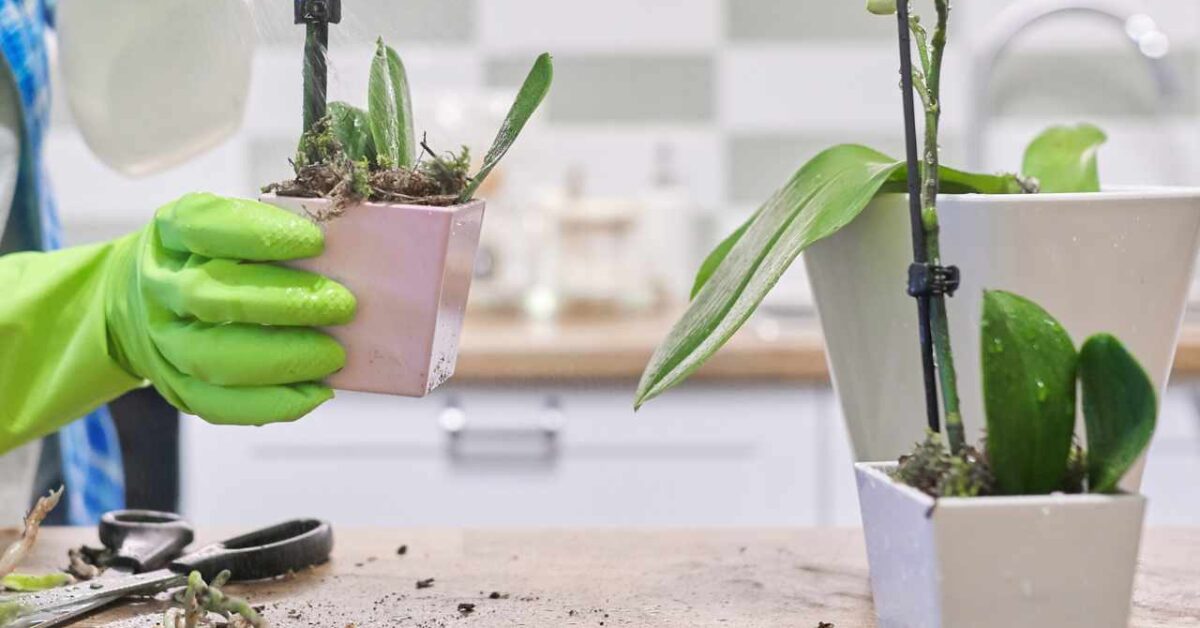 How to Make the Orchid Sprout? Try This Method New Buds Will Appear ...