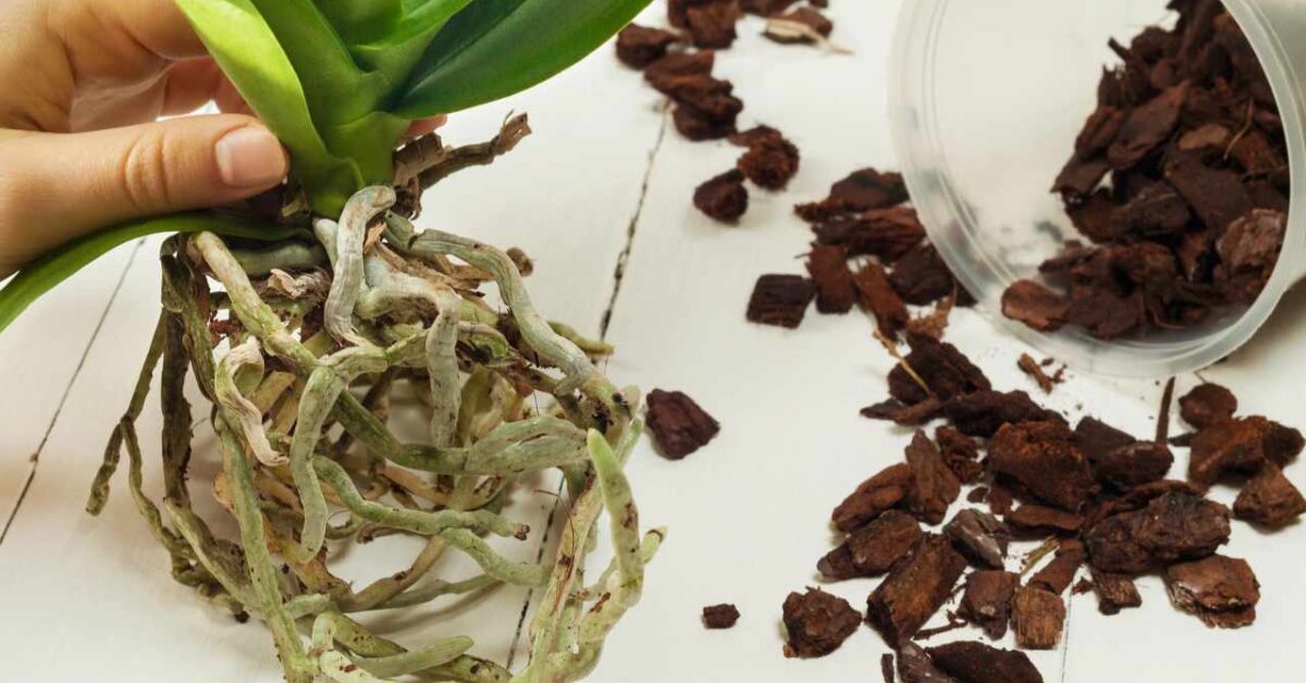 How to Stimulate the Growth of Orchids: Start From the Roots