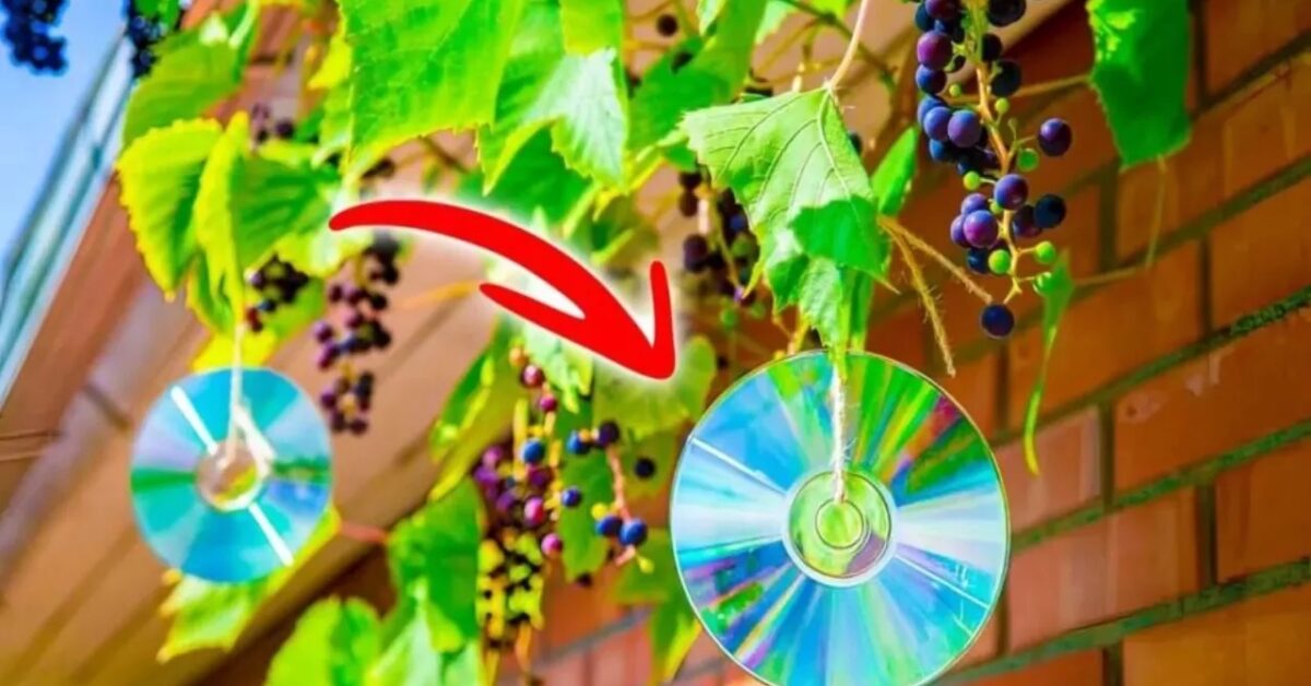 Why It's Smart to Hang CDs on Trees: the Trick That Saves Your Garden