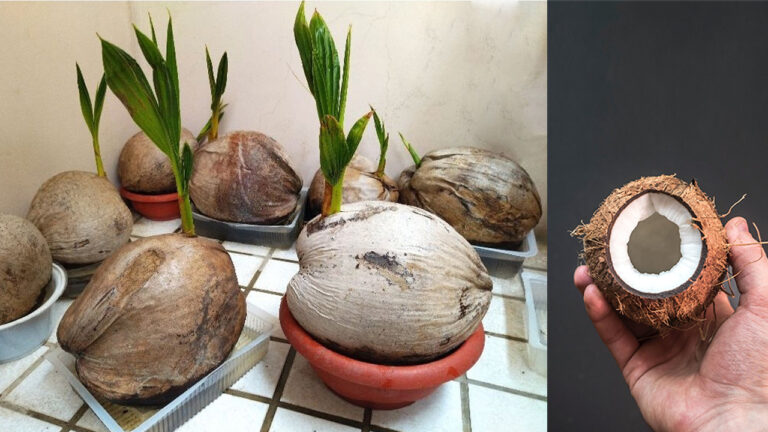 Growing a Coconut Tree From a Coconut: the Water Propagation Method