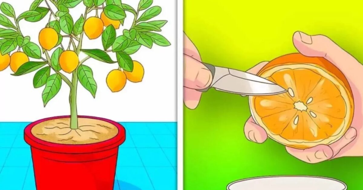Planting Mandarins From Seed: Everything You Need to Know