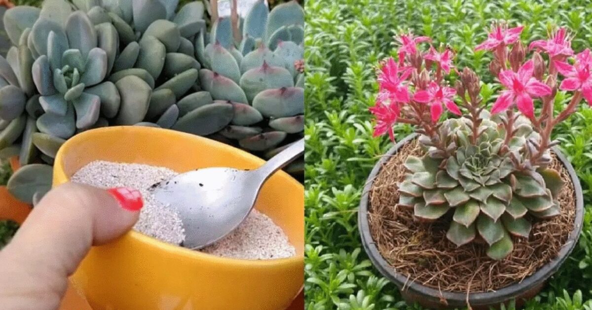 Use This DIY Preparation to Strengthen and Flower Your Plants