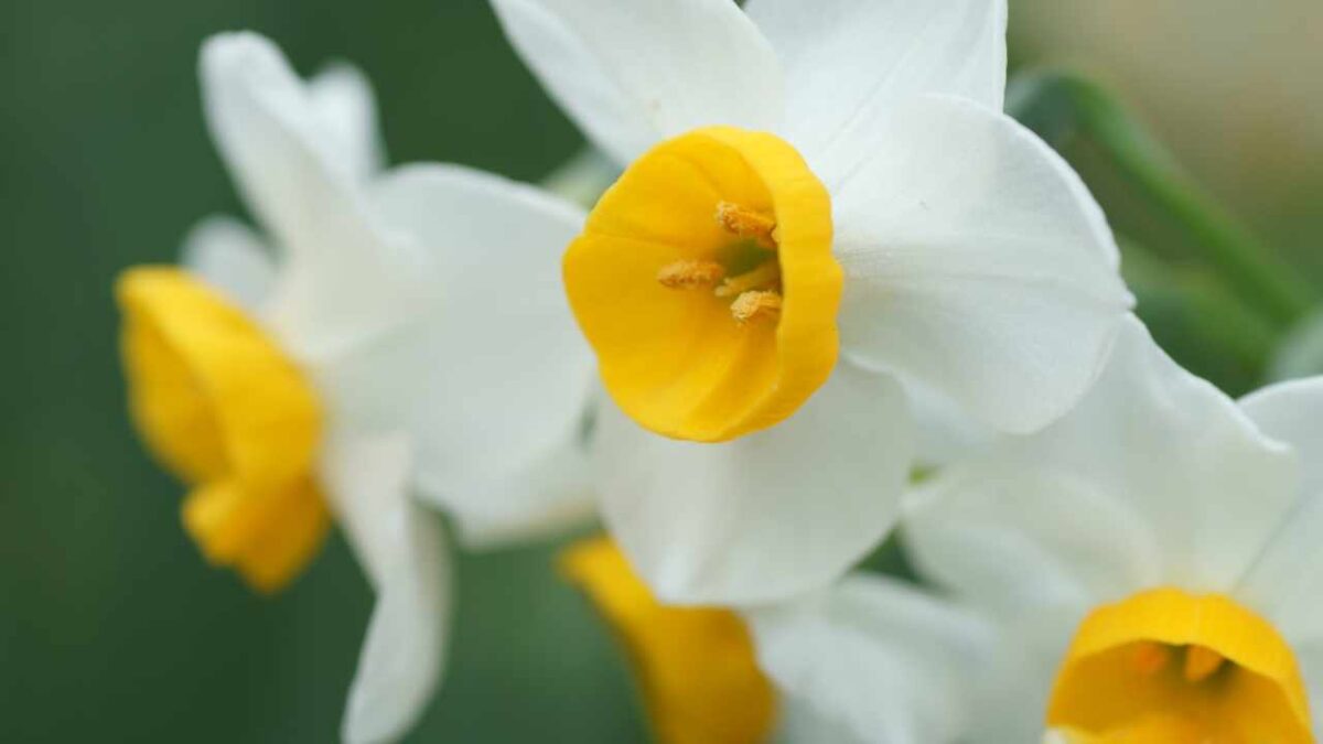 The Flowers and Plants of January