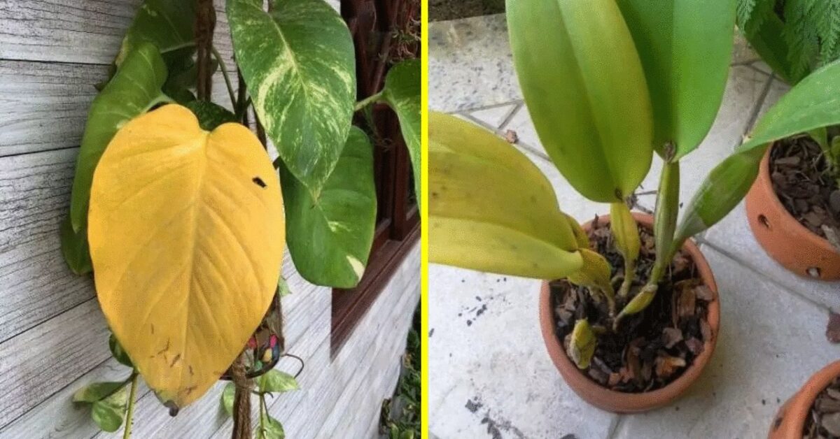 Why Plant Leaves Turn Yellow and How to Fix This Problem
