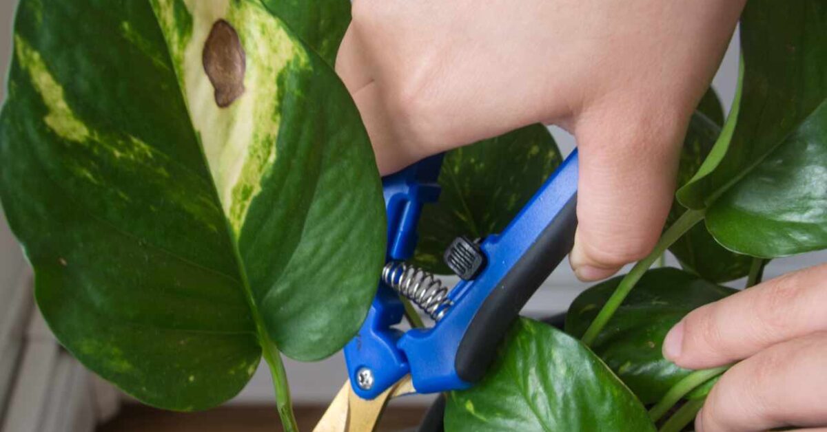 Why Pothos Has Yellow Leaves and How to Intervene