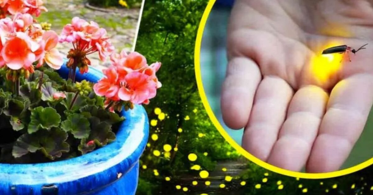 What Gardeners Do to Attract Fireflies in the Garden